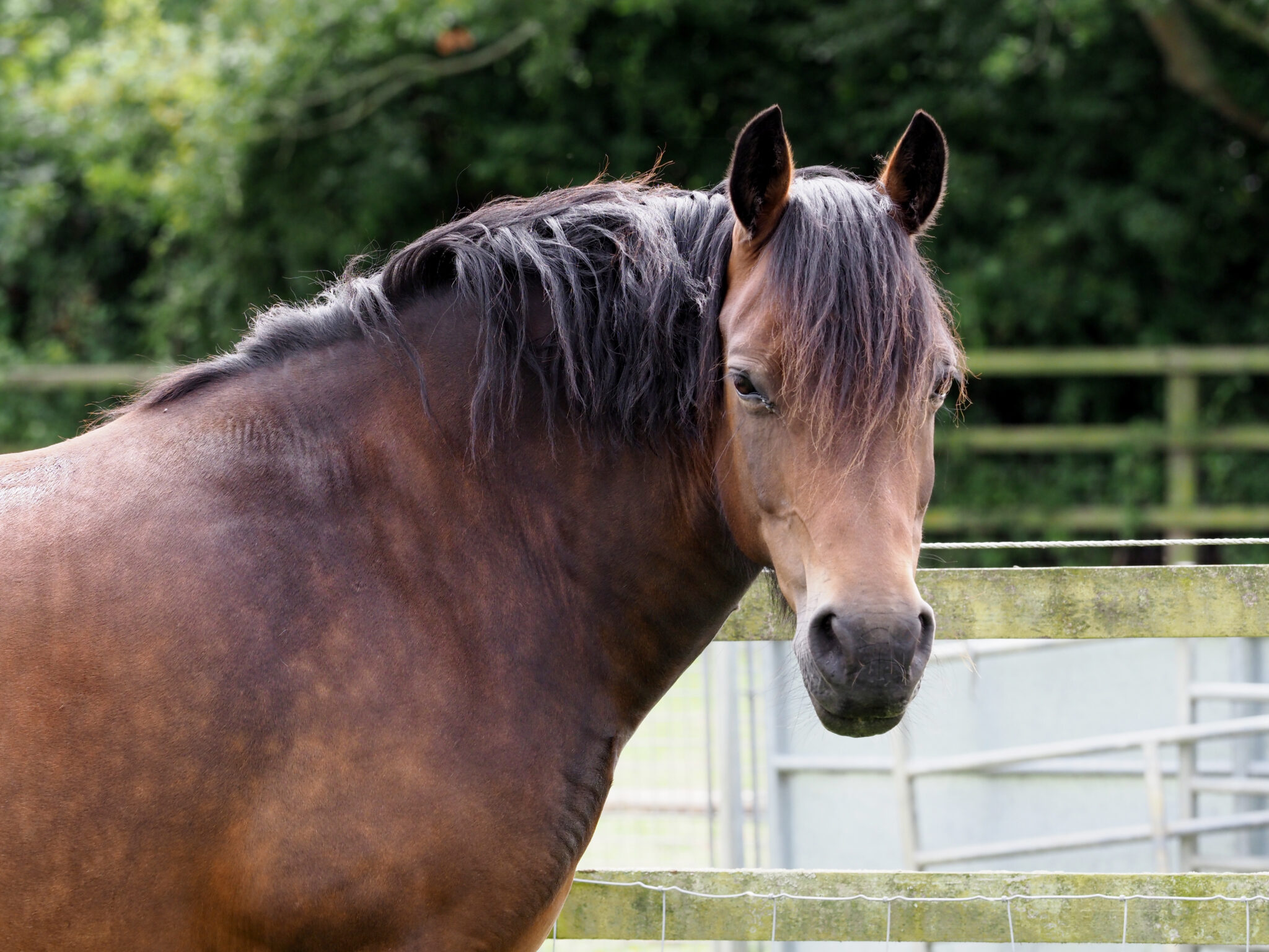 Equine Metabolic Syndrome (EMS) – The Easy Keeper Disease – Oklahoma ...